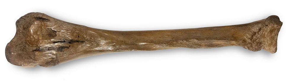 Woolly Mammoth Leg Bone - Cabinet of Curiosities